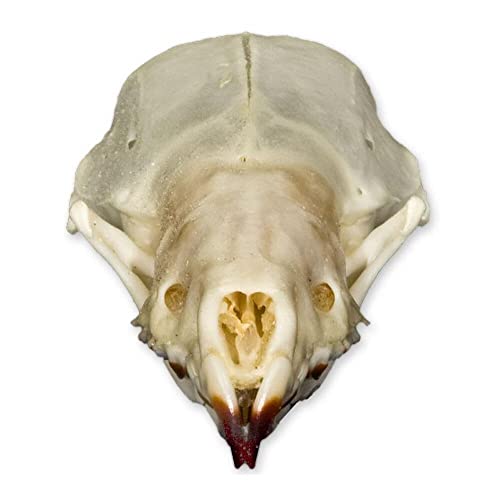 Real Shrew Skull A Quality