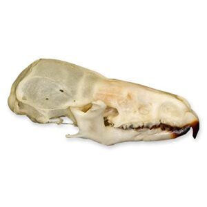 Real Shrew Skull A Quality