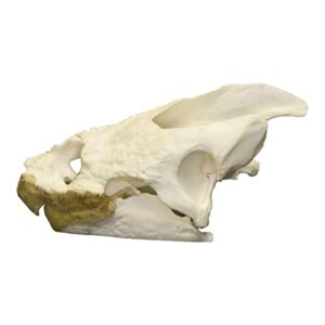 Real Snapping Turtle Skull A Quality Large