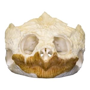 Real Snapping Turtle Skull A Quality Large