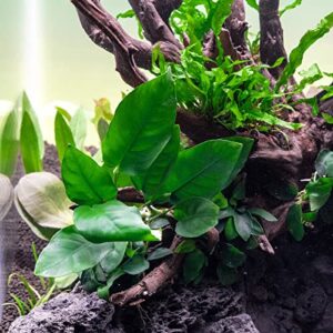 SubstrateSource Anubias Live Aquarium Plants - Potted Freshwater Plant for Fish Tanks, Terrariums - Beginner Friendly Low Light (Nana, 1 Pot)