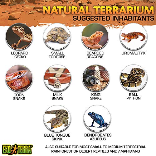 Exo Terra Glass Natural Terrarium Kit, for Reptiles and Amphibians, Short Wide, 24 x 18 x 12 Inches, PT2604A1