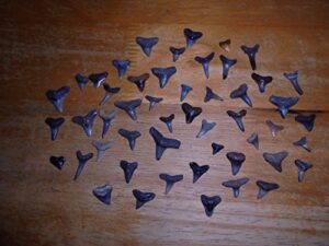 genuine fossil shark teeth lot of fifty