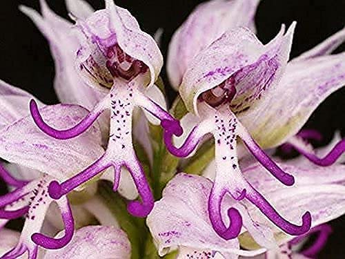 Orchid Love- The World's Greatest Orchid Food!(Net 32 fl oz. concentrate: yields 16 to 32 gallons)