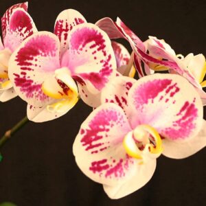 Orchid Love- The World's Greatest Orchid Food!(Net 32 fl oz. concentrate: yields 16 to 32 gallons)