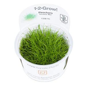 Tropica Eleocharis acicularis 'Mini' Dwarf Hair Grass Live Aquarium Plant - in Vitro Tissue Culture 1-2-Grow!