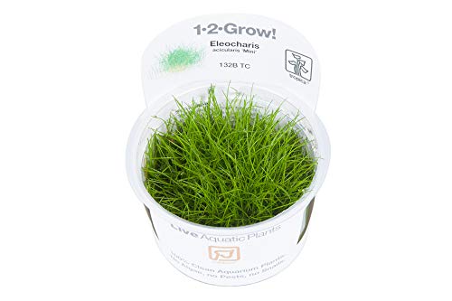 Tropica Eleocharis acicularis 'Mini' Dwarf Hair Grass Live Aquarium Plant - in Vitro Tissue Culture 1-2-Grow!