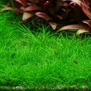 Tropica Eleocharis acicularis 'Mini' Dwarf Hair Grass Live Aquarium Plant - in Vitro Tissue Culture 1-2-Grow!