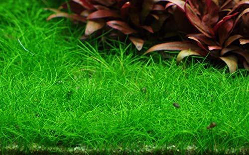 Tropica Eleocharis acicularis 'Mini' Dwarf Hair Grass Live Aquarium Plant - in Vitro Tissue Culture 1-2-Grow!