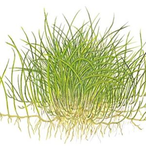 Tropica Eleocharis acicularis 'Mini' Dwarf Hair Grass Live Aquarium Plant - in Vitro Tissue Culture 1-2-Grow!