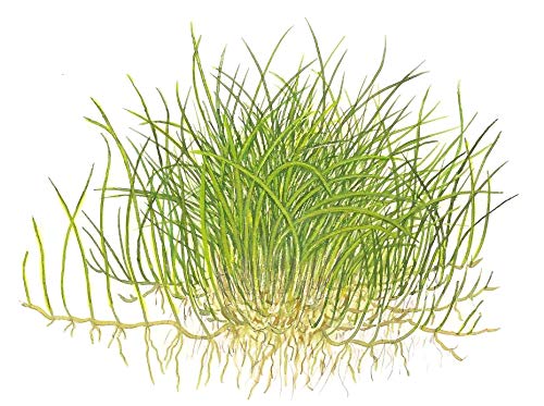 Tropica Eleocharis acicularis 'Mini' Dwarf Hair Grass Live Aquarium Plant - in Vitro Tissue Culture 1-2-Grow!