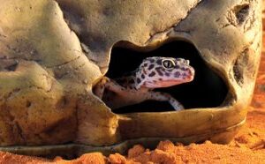 Exo Terra Gecko Cave for Reptiles and Amphibians, Large - Reptile Hideout to Help Alleviate Stress