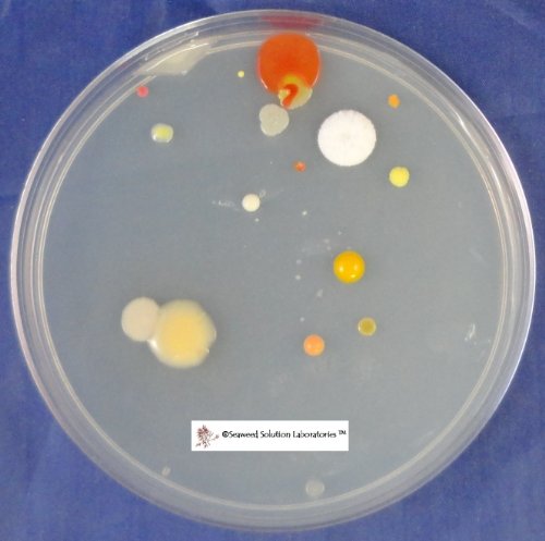 Nutrient Agar 100 grams