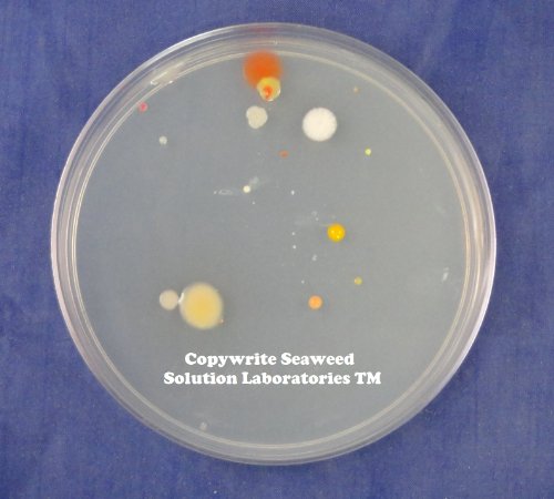 Nutrient Agar 100 grams