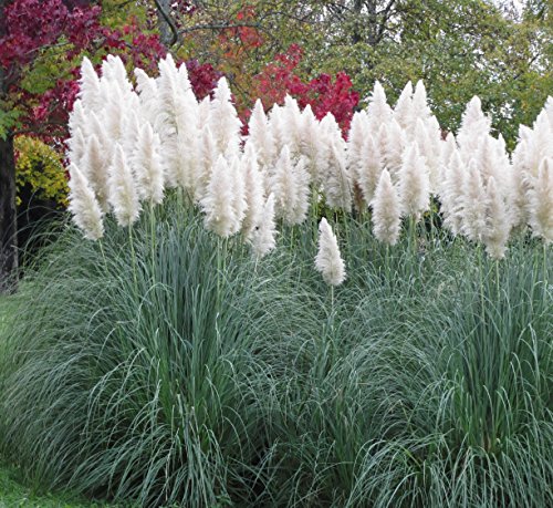 Outsidepride Perennial White Cortaderia Selloana Tall Pampas Grass Plants - 1000 Seeds