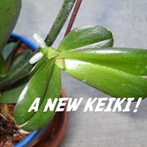 Keiki Power Pro Orchid Plant Cloning Paste