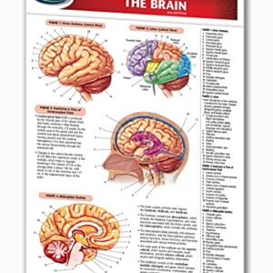 Permacharts Human Brain Chart - Laminated Medical Guide