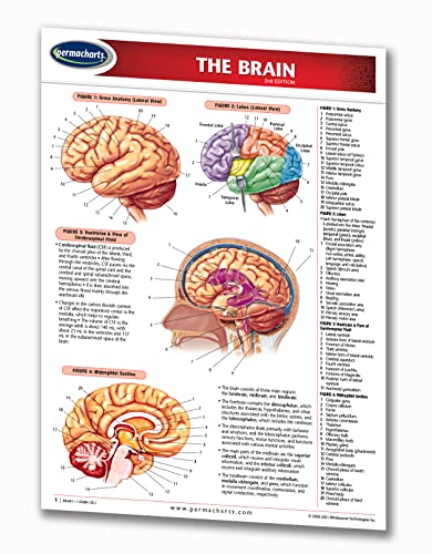 Permacharts Human Brain Chart - Laminated Medical Guide