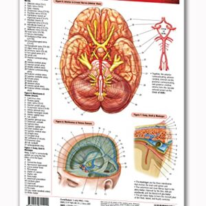 Permacharts Human Brain Chart - Laminated Medical Guide