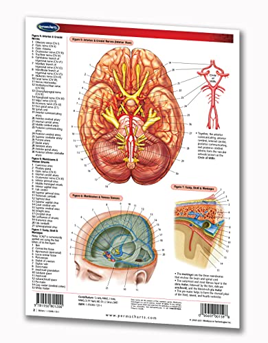 Permacharts Human Brain Chart - Laminated Medical Guide