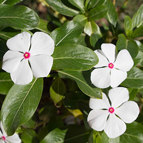 Outsidepride Periwinkle Vinca Bright Eyes Garden Flowers & Ground Cover Plants- 2000 Seeds