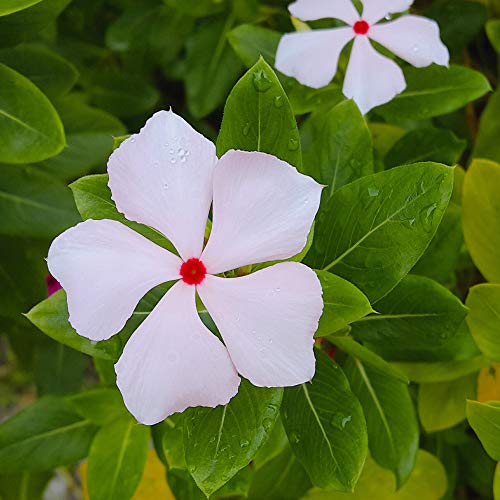 Outsidepride Periwinkle Vinca Bright Eyes Garden Flowers & Ground Cover Plants- 2000 Seeds