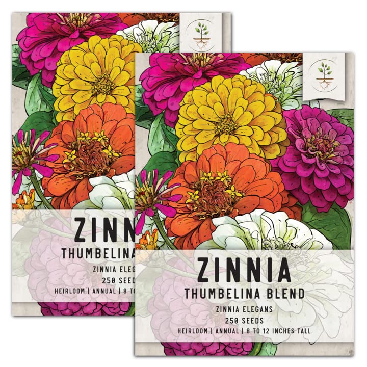 Seed Needs, Mixture of Thumbelina Zinnia Seeds for Planting (Zinnia elegans) Heirloom & Open Pollinated - Perfect for Cut Flowers (2 Packs)