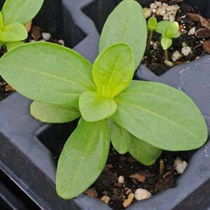 Seed Needs, Mixture of Thumbelina Zinnia Seeds for Planting (Zinnia elegans) Heirloom & Open Pollinated - Perfect for Cut Flowers (2 Packs)