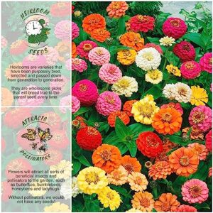 Seed Needs, Mixture of Thumbelina Zinnia Seeds for Planting (Zinnia elegans) Heirloom & Open Pollinated - Perfect for Cut Flowers (2 Packs)