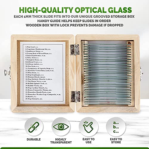 AmScope PS25W Prepared Microscope Slide Set for Basic Biological Science Education, 25 Slides, Includes Fitted Wooden Case