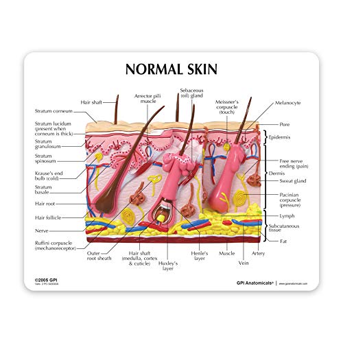 GPI Anatomicals - Aging Skin/Hair Loss Model | Human Body Anatomy Replica of Aging Skin w/Hair Loss for Dermatology Educational Tool