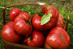 75+ pink brandywine heirloom tomato seeds