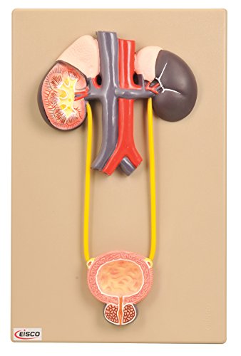 Eisco Labs Urinary Organs - Kidney with Bladder Model, 15" x 9" Approx.