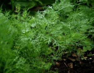 dill herb seeds- bouquet- 1,300+ seeds