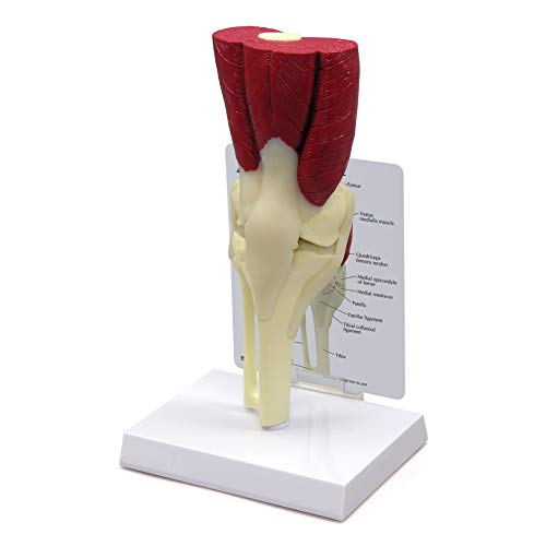 GPI Anatomicals - Muscled Knee Model, Right Knee Joint with Muscles Model for Human Anatomy and Physiology Education, Anatomy Model for Doctor's Office and Classrooms, Medical Study Supplies