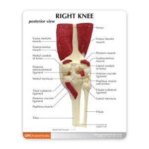 GPI Anatomicals - Muscled Knee Model, Right Knee Joint with Muscles Model for Human Anatomy and Physiology Education, Anatomy Model for Doctor's Office and Classrooms, Medical Study Supplies