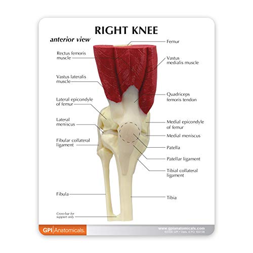 GPI Anatomicals - Muscled Knee Model, Right Knee Joint with Muscles Model for Human Anatomy and Physiology Education, Anatomy Model for Doctor's Office and Classrooms, Medical Study Supplies