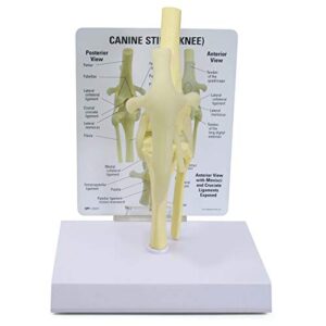 gpi anatomicals - canine knee model, normal knee joint replica for canine anatomy and physiology education, anatomy model for veterinarian’s offices and classrooms, medical study supplies