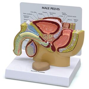 gpi anatomicals - male pelvis model | human body anatomy replica of male pelvis w/separate prostate for doctors office educational tool