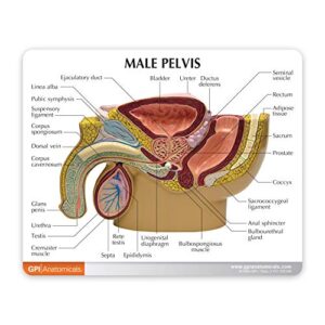 GPI Anatomicals - Male Pelvis Model | Human Body Anatomy Replica of Male Pelvis w/Separate Prostate for Doctors Office Educational Tool