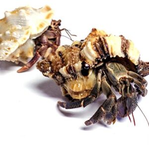 Live Pet Hermit Crab Complete Starter Kit - Shipped with 2 Live Crabs