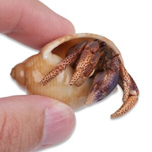 Live Pet Hermit Crab Complete Starter Kit - Shipped with 2 Live Crabs