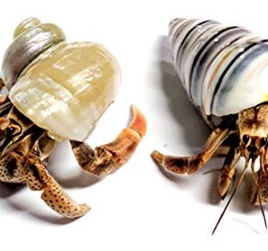 Live Pet Hermit Crab Complete Starter Kit - Shipped with 2 Live Crabs