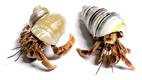 Live Pet Hermit Crab Complete Starter Kit - Shipped with 2 Live Crabs