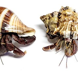 Live Pet Hermit Crab Complete Starter Kit - Shipped with 2 Live Crabs