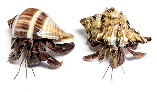 Live Pet Hermit Crab Complete Starter Kit - Shipped with 2 Live Crabs