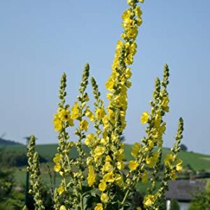 Earthcare Seeds Great Mullein Verbascum thapsus 150 Seeds Heirloom- Non GMO - Open Pollinated