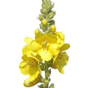 Earthcare Seeds Great Mullein Verbascum thapsus 150 Seeds Heirloom- Non GMO - Open Pollinated