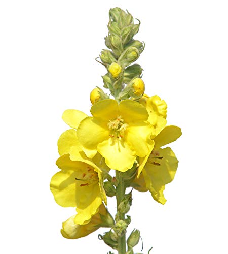 Earthcare Seeds Great Mullein Verbascum thapsus 150 Seeds Heirloom- Non GMO - Open Pollinated