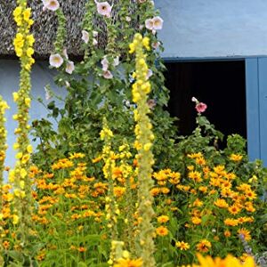 Earthcare Seeds Great Mullein Verbascum thapsus 150 Seeds Heirloom- Non GMO - Open Pollinated